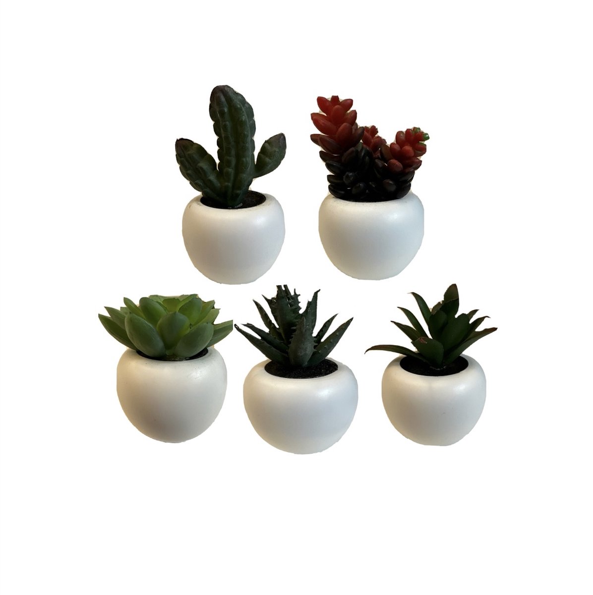 5 STUKS Mini Vetplantjes in pot - Wit | bol.com