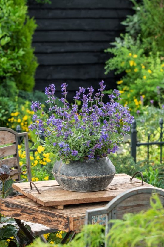 Set van 3 | Nepeta racemosa 'Superba' - 0.7 liter pot | bol