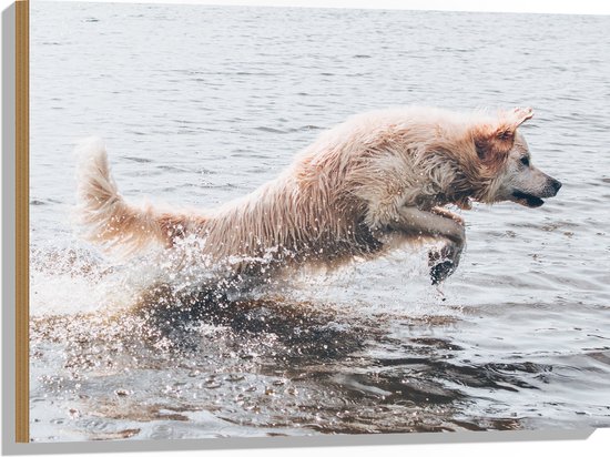 Hout - Witte Hond rennend door het Zeewater - 80x60 cm - 9 mm dik ...