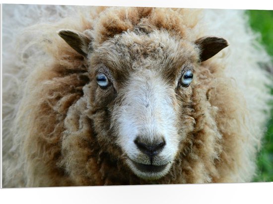 PVC Schuimplaat- Portret Foto van Schaap met Felblauwe Ogen - 105x70 cm ...