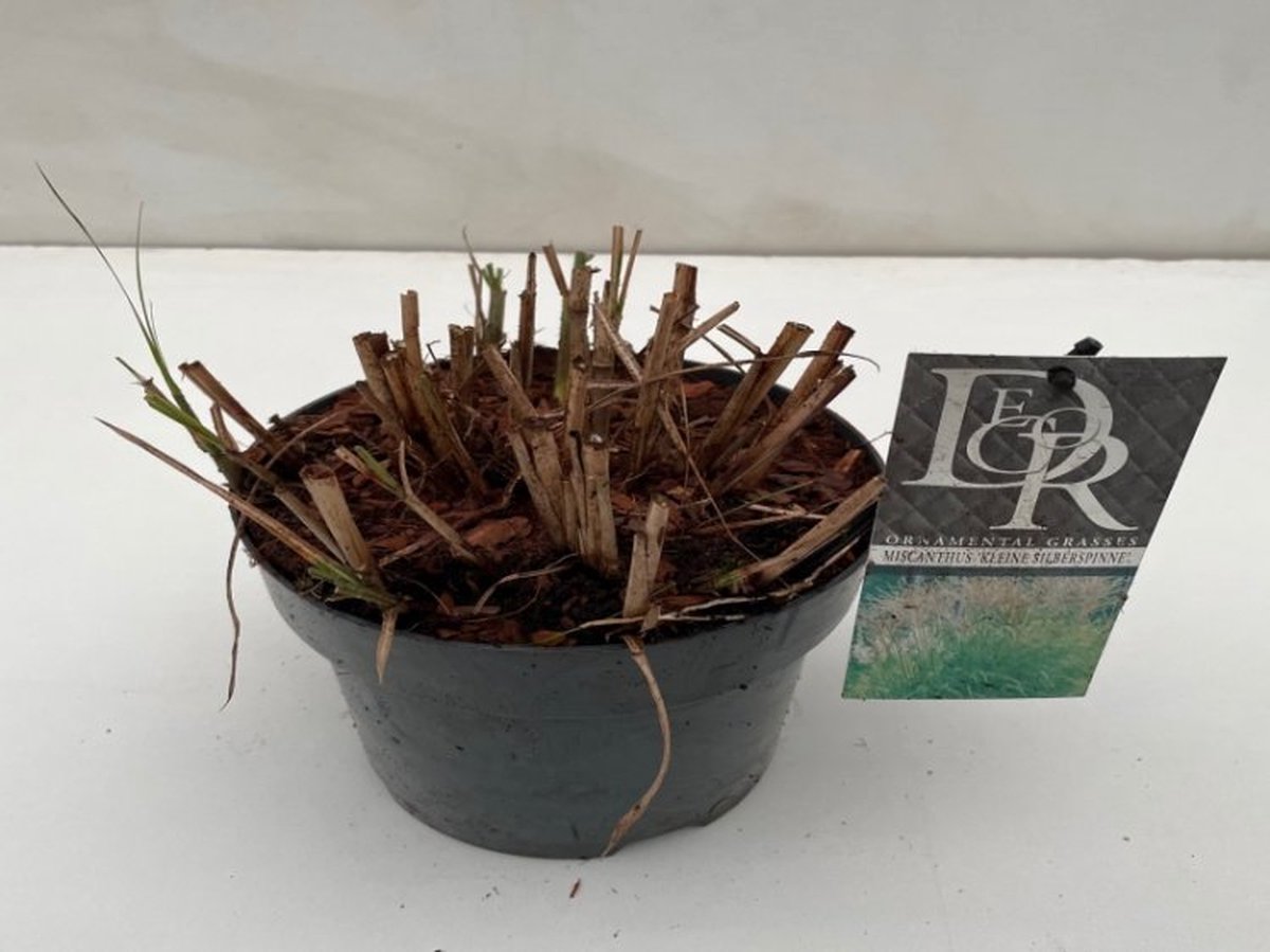 1 stuk(s) | Miscanthus sinensis 'Kleine Silberspinne' C3 cm | bol.com