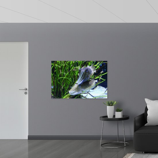 Hout - Zeekat Vissen Zwemmend langs Watergrassen op de Zeebodem ...