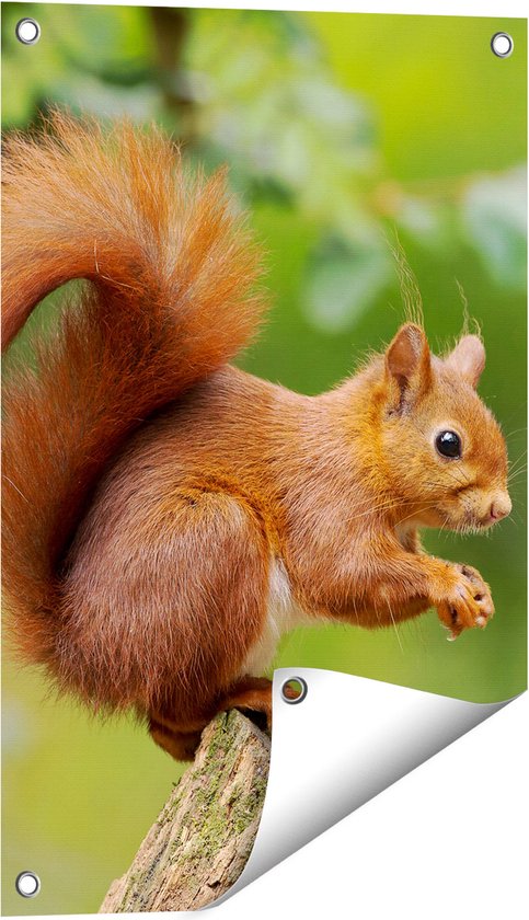 Gards Tuinposter Eekhoorn op een Boomstam in het Bos - 40x60 cm - Tuindoek -... | bol