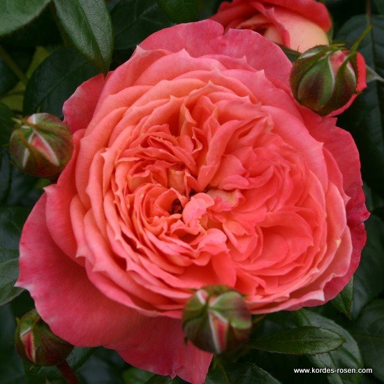 Kordes Feeërieke roos - Rosa 'Queen of Hearts'® - Plant-o-fix 20-30 cm ...