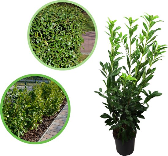Laurier 'Caucasica' 100-125 cm (in pot) - Prunus l. 'Caucasica' - Ø26 ...