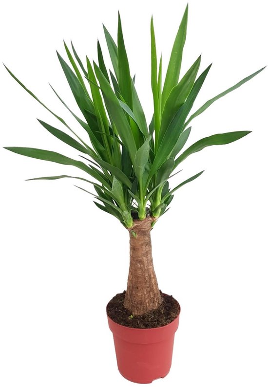 Yucca Elephantipes “Maya Tree” – 80 cm – Ø19 cm – Onderhoudsarme ...