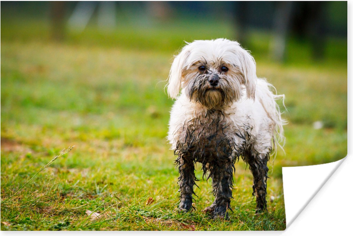 Poster Een kleine Maltezer hond half bedekt met modder - 90x60 cm | bol.com