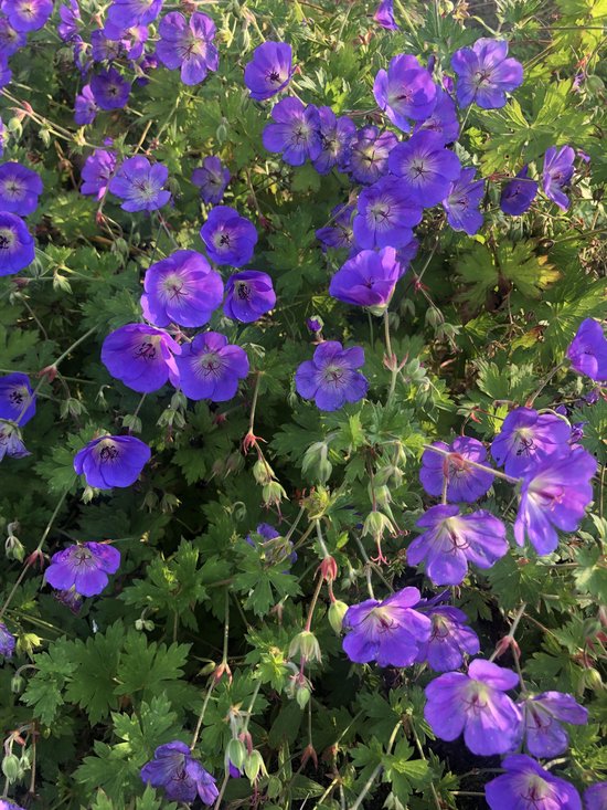12x Geranium Rozanne - Ooievaarsbek in 9x9cm pot | bol