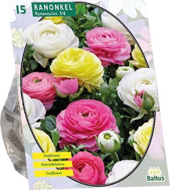 Ranonkel, Pastel Mix per 15 | bol