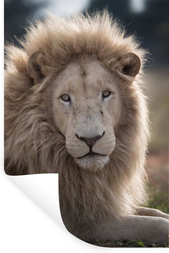 Muurstickers - Sticker Folie - Leeuw - Dier - Wit - 60x90 cm ...