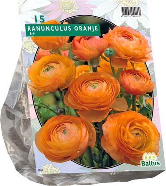 Ranonkel, Oranje per 15 | bol