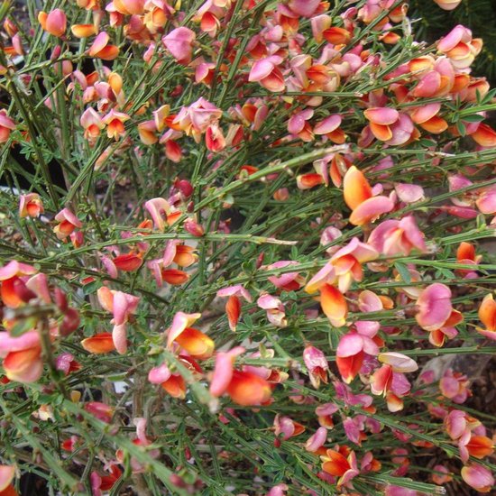 Cytisus 'Burkwoodii' - Brem - 40-60 cm in pot: Struik met roze en witte ...