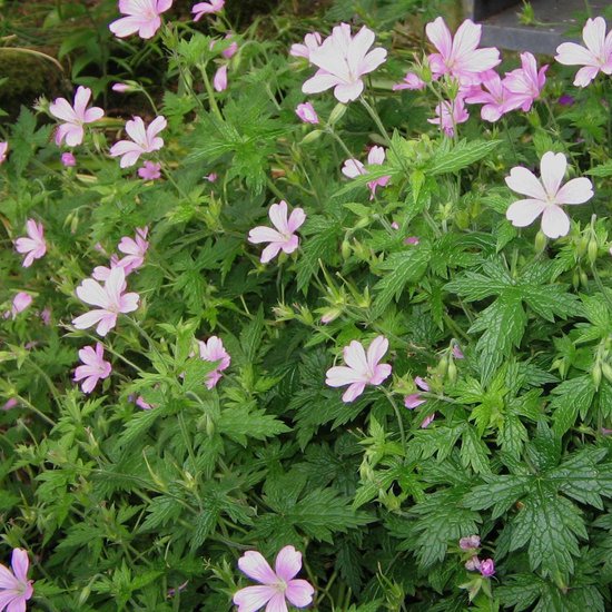 6 x Geranium Endressii - Géranium vivace d'Endress godet 9cm x 9cm ...