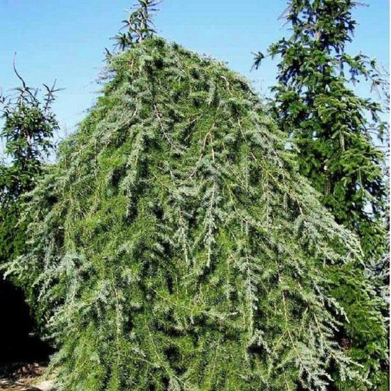 CEDRUS DEODARA 'PENDULA' - Treurhimalayaceder 125-150 cm in pot | bol.com
