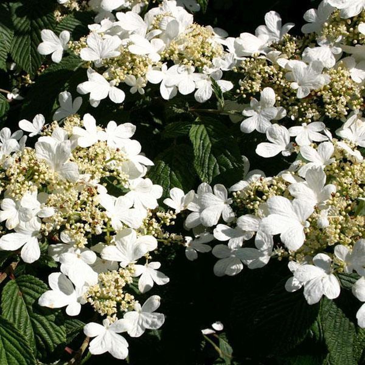 Viburnum Mariesii Plicatum