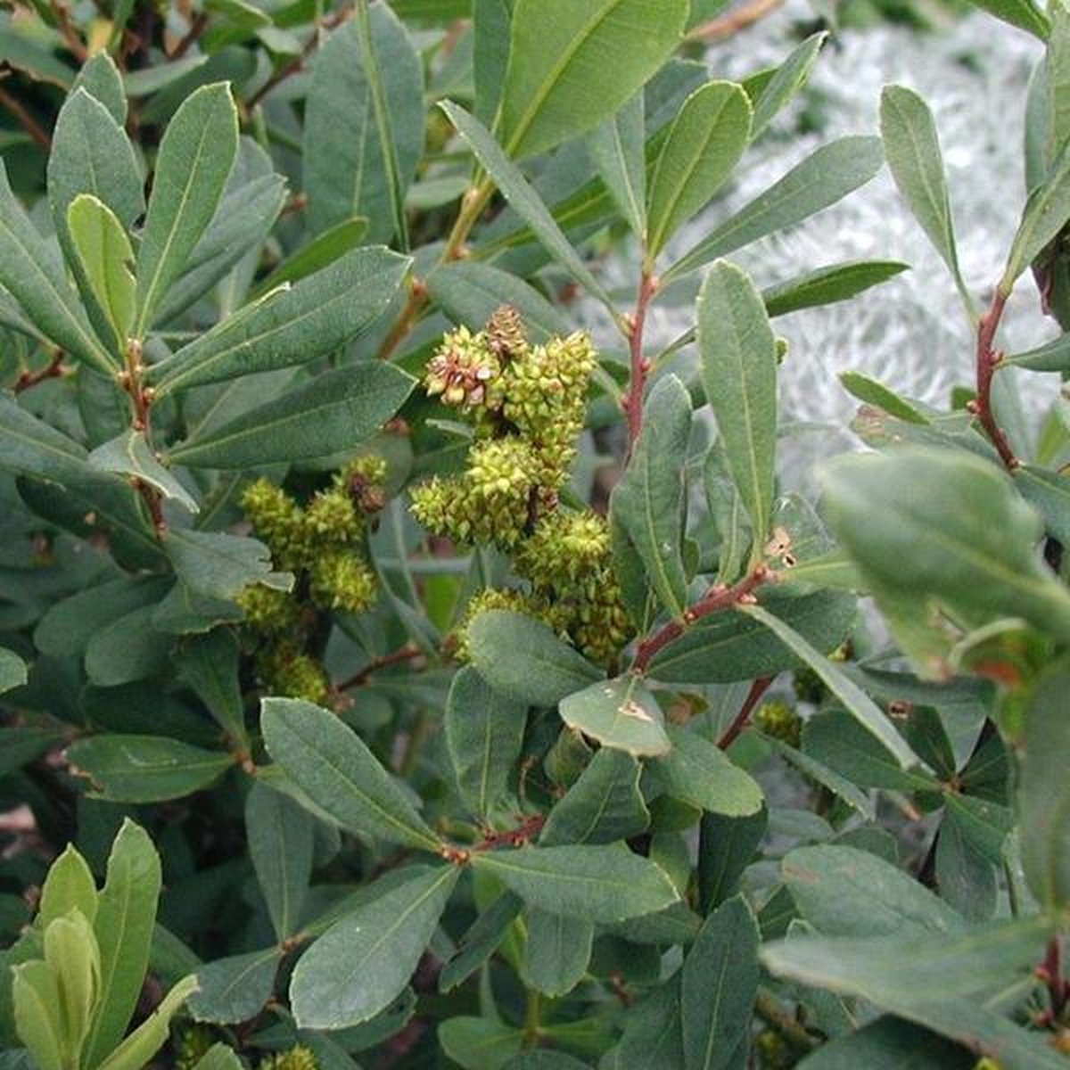Myrica Gale - Wilde gagel 30-40 cm pot | bol
