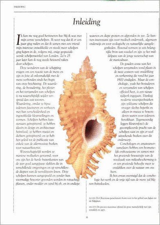 Schelpen Encyclopedie, Kenneth R. Wye | 9789059200494 | Boeken | bol