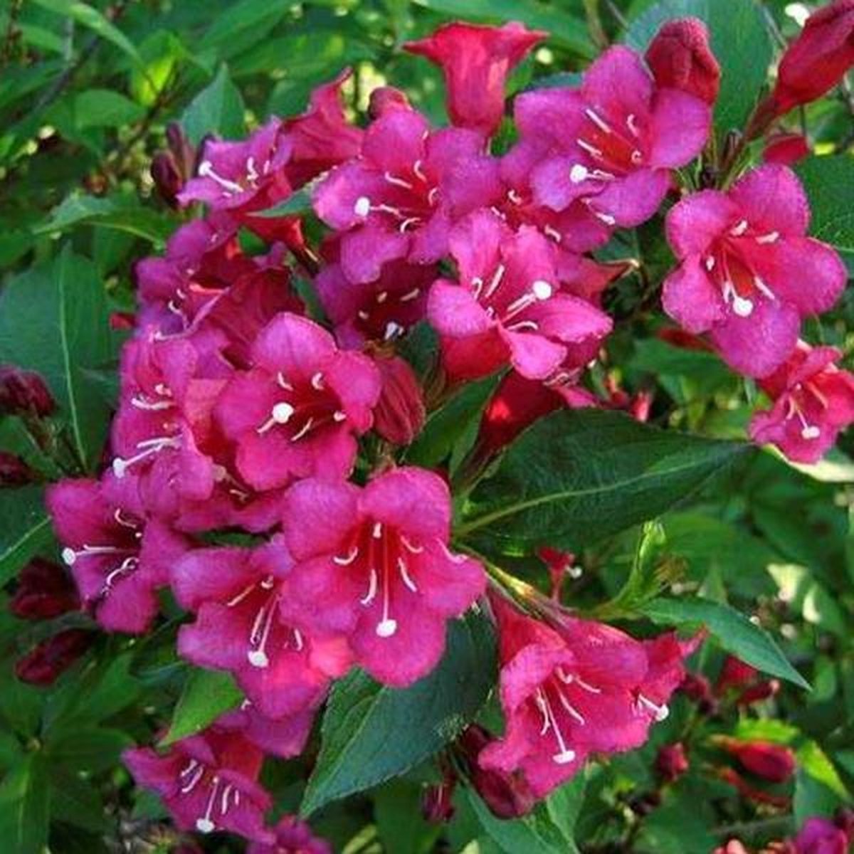 Weigela 'Eva Rathke' - Weigelia 50-60 cm in pot | bol