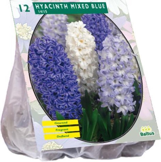 Hyacinth Mixed Blue - 12 bloembollen | bol