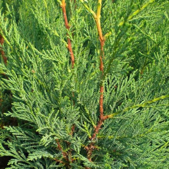 Cupressocyparis Leylandii '2001' - Leylandcypres 80-100 cm in Pot ...