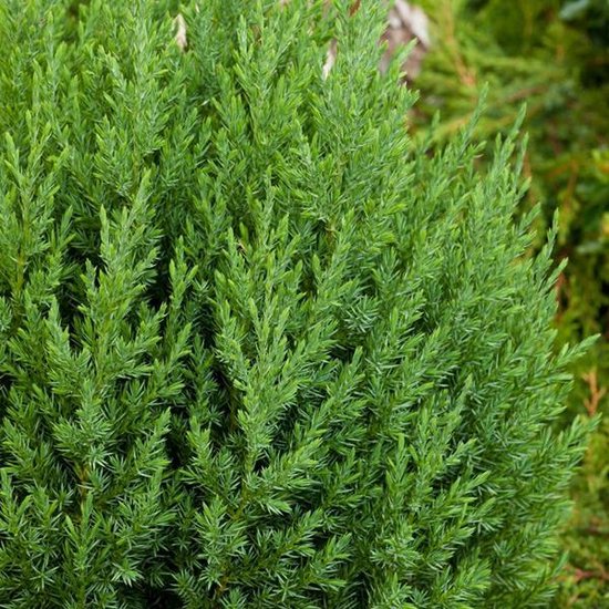 Juniperus Chinenis 'Stricta' - Jeneverbes 30-40cm in pot | bol