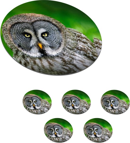 Onderzetters voor glazen - Rond - Vogel - Uil - Dieren - Bruin - Portret - 10x10 cm -... | bol