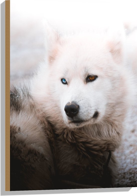 WallClassics - Hout - Witte Canadese Eskimo Hond met Twee Kleuren Ogen ...