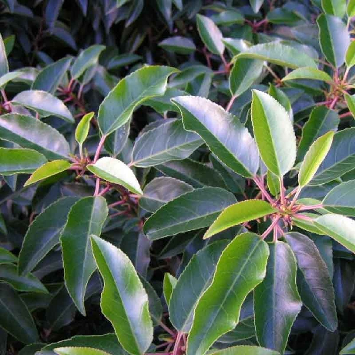 10 stuks | Portugese Laurier Pot 30-40 cm - Wintergroen - Bloeiende ...