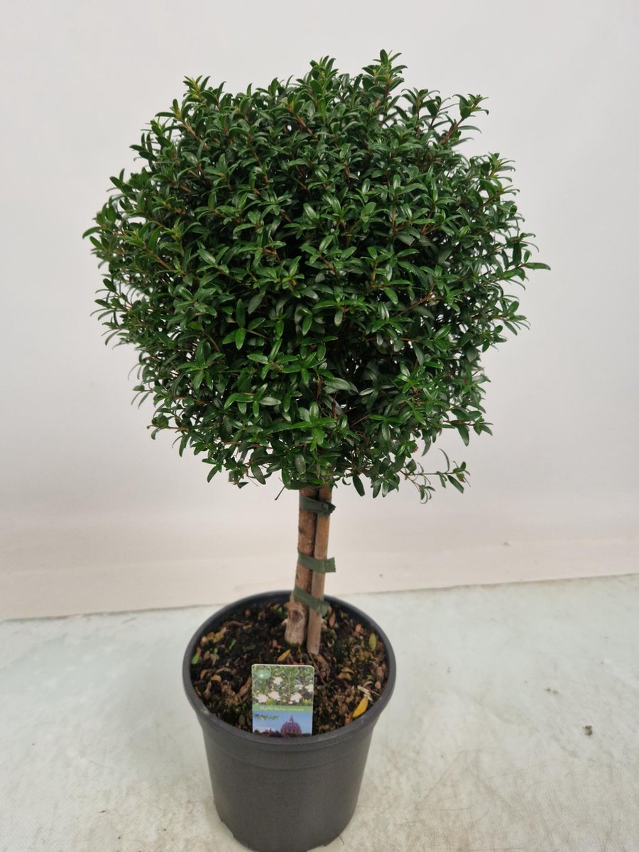 Myrtus communis - Myrte boompje - bol op stam - potmaat 15 cm ...