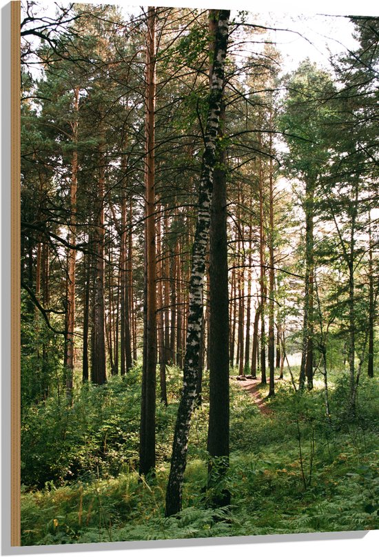 WallClassics - Hout - Hoge Bomen met Groen in Bos - 70x105 cm - 12 mm ...