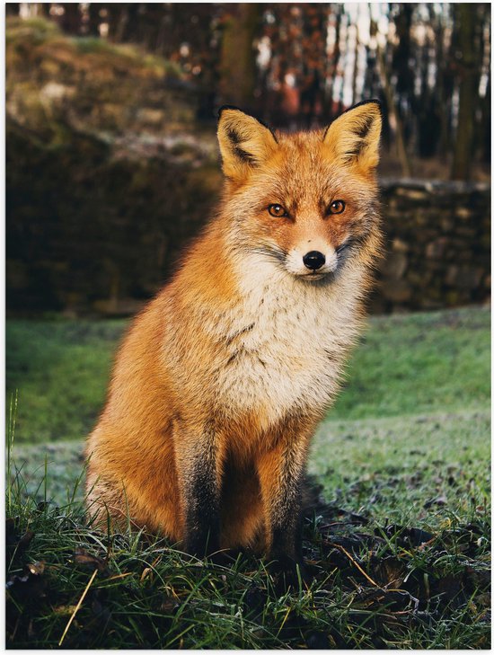 WallClassics - Poster (Matte) - Renard dans la forêt - Photo 30x40 cm ...