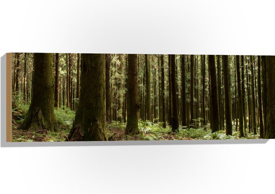 WallClassics - Hout - Bomen en Planten in het Bos - 90x30 cm - 12 mm ...
