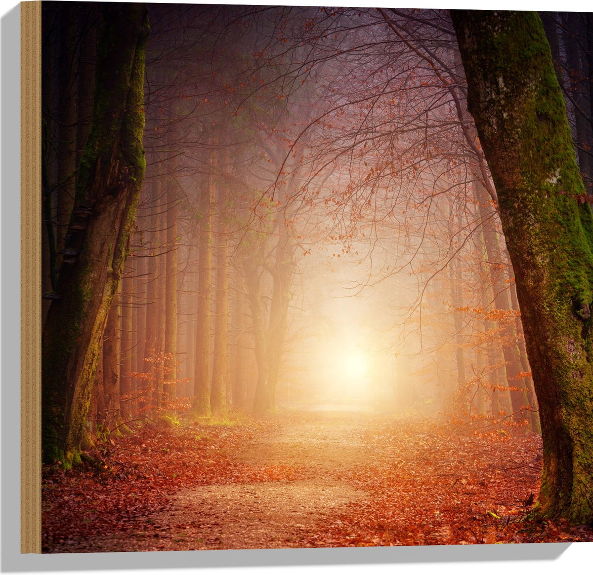 WallClassics - Hout - Licht aan het Einde van een Mistig Bospad - 50x50 ...