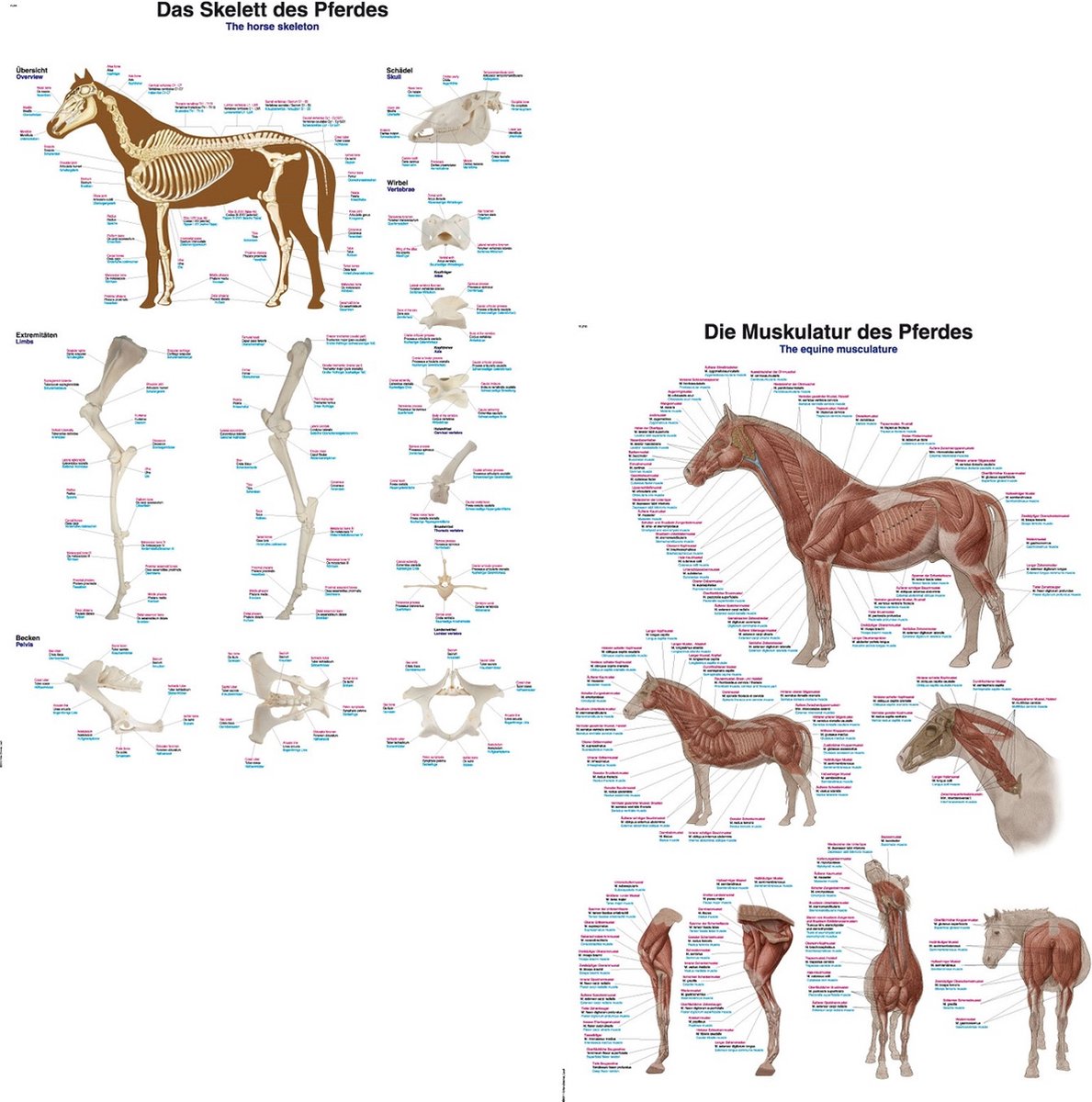 Anatomie posters skelet en spieren paard (papier, 50x70 cm) + ophangsysteem | bol