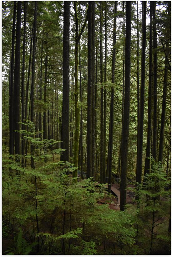 WallClassics - Poster (Mat) - Smalle Boomstammen met Begroeiing - 40x60 ...