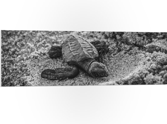WallClassics - PVC Schuimplaat- Baby Schildpad op het Strand Zwart ...