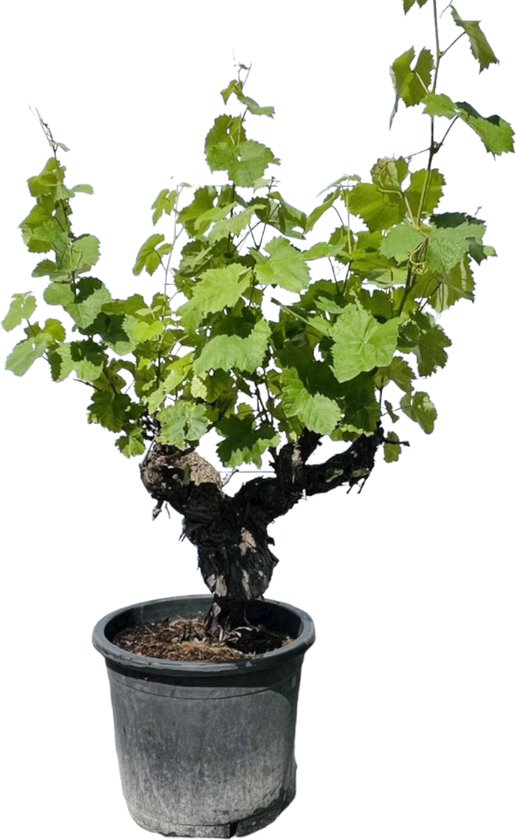 Sunnytree - Druivenboom - boom - Donkere eetbare druif - Vitus Vinifera ...