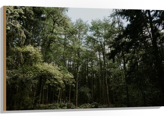 WallClassics - Hout - Groene Hoge Bomen - 105x70 cm - 12 mm dik - Foto ...