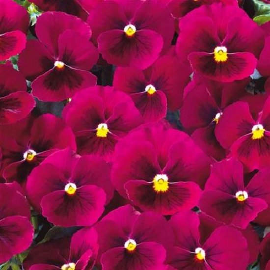 Viooltje Twix Rose with Eye | bol