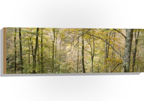 WallClassics - Hout - Bomen op een Helling in een Bos - 90x30 cm - 12 ...