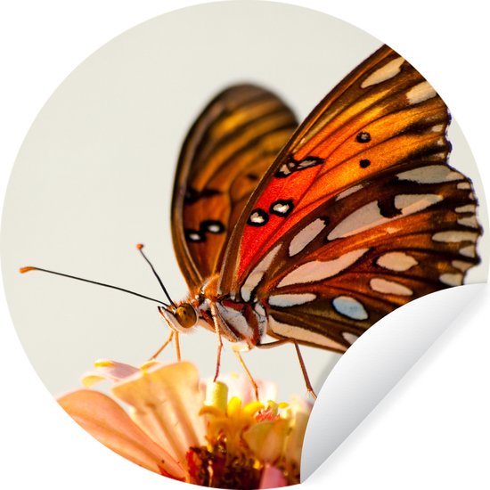 WallCircle - Behangcirkel - Vlinder - Insect - Bloemen - Natuur - Muurdecoratie -... | bol