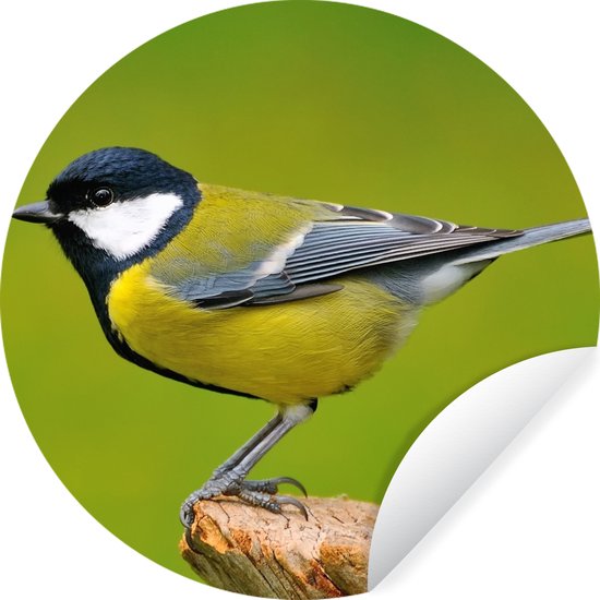 Behangcirkel - Vogel - Koolmees - Groen - Dieren - Zelfklevend behang ...