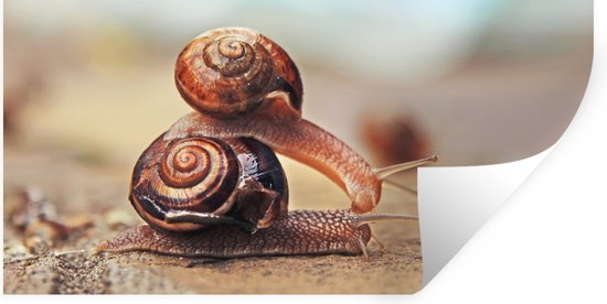 Muurstickers - Sticker Folie - Slakken - Steen - Dieren - 160x80 cm ...