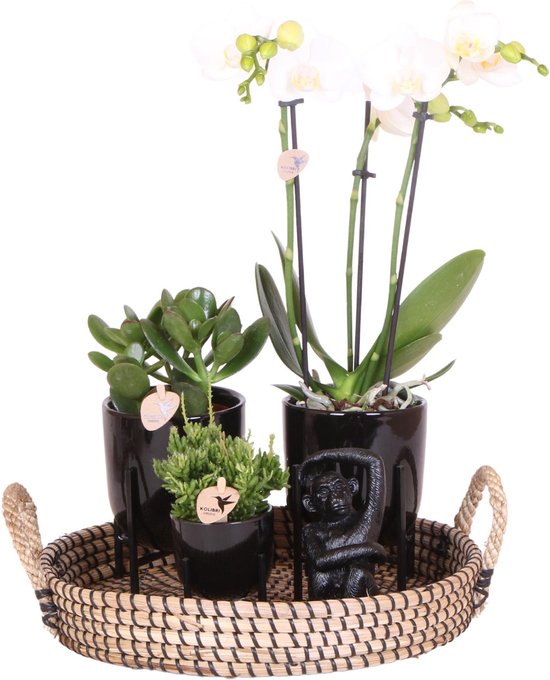 Complete plantenset Home Hub | Groene planten met witte Phalaenopsis ...