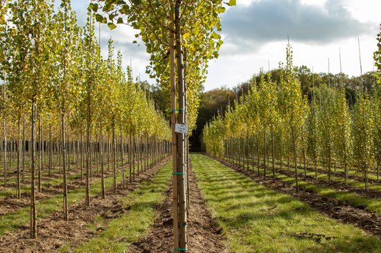 Zwarte populier | Populus Nigra Italica | Stamomtrek: 6-8 cm | bol.com