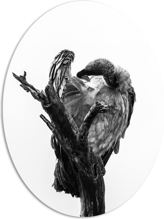 WallClassics - PVC Schuimplaat Ovaal - Gier bovenop een Kale Boom ...