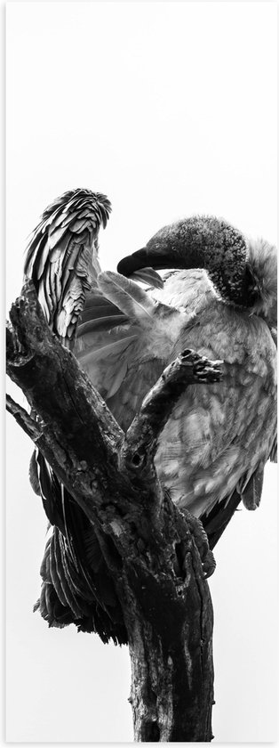 WallClassics - Poster (Mat) - Gier bovenop een Kale Boom - 20x60 cm ...