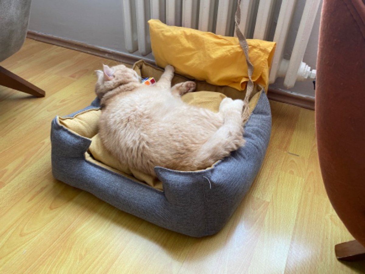 Woddy - Luxe katten- en hondenmand - Fiber Cat hondennest - 50x50 cm ...