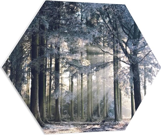 WallClassics - PVC Schuimplaat Hexagon - Winter Bomen - 70x60.9 cm Foto ...