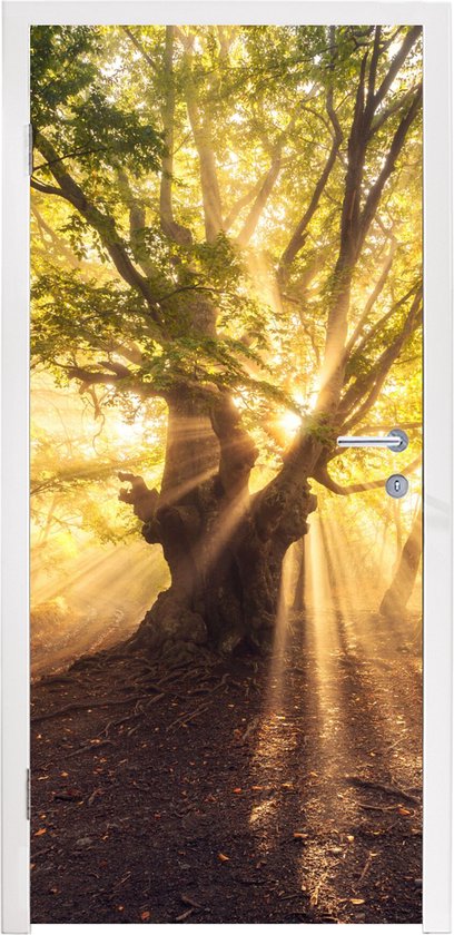Deursticker Boom - Bos - Zon - 80x205 cm - Deurposter | bol.com